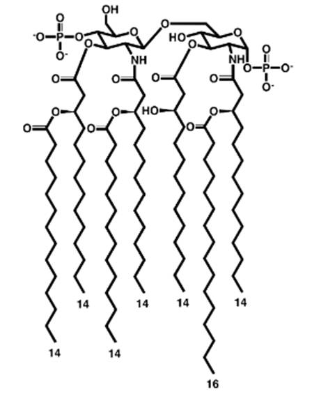 O-antigen structure